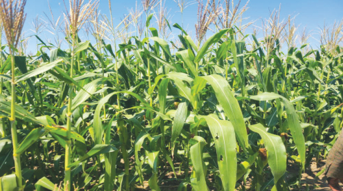 Let’s preserve grain from good harvest – herald