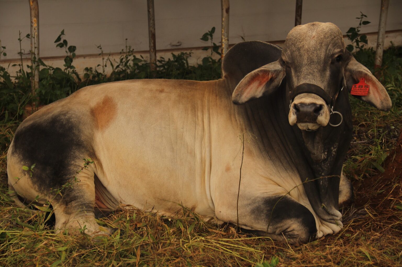 10 pedigree, 43 fat stock breeds register for BAS - herald