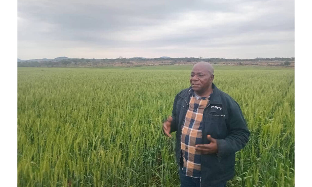 Masvingo farmer eyes 1 500 tonnes of wheat – herald