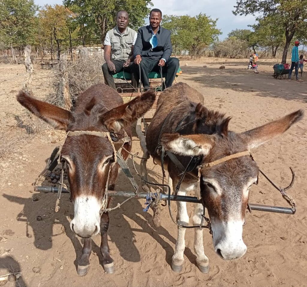 GWANDA DONKEYS GO VIP! Three mobile clinics set to pamper hardworking ...
