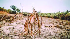Let’s be ready as climate models predict drought - Zimbabwe Situation