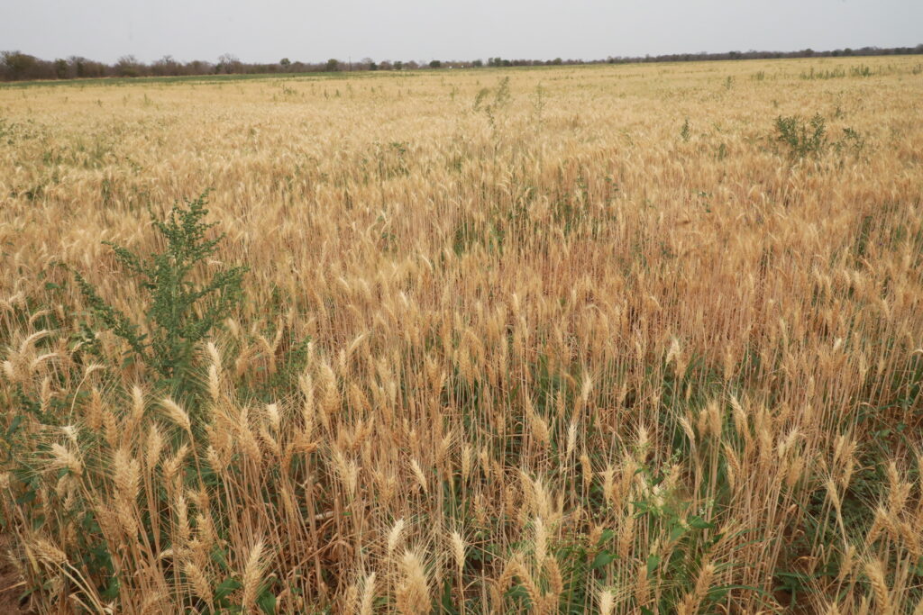 Government extends winter wheat planting deadline to June 15 – herald