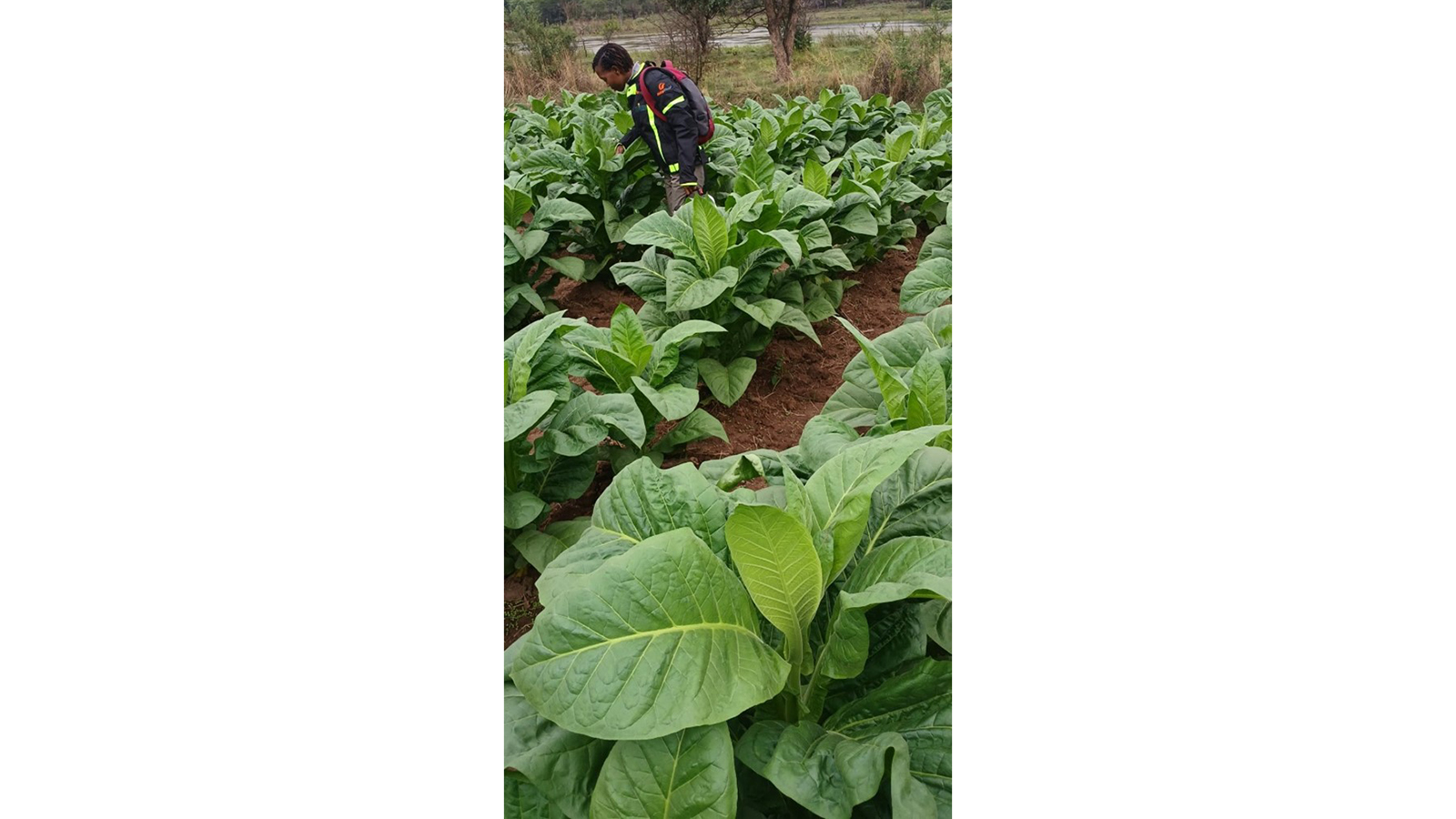 TIMB urges farmers to insure their crop as weather-related threats ...
