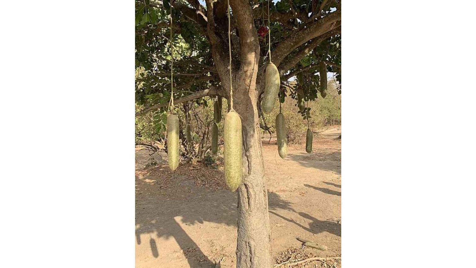 Explainer: Why planting trees matters for Zimbabwe’s greener future ...
