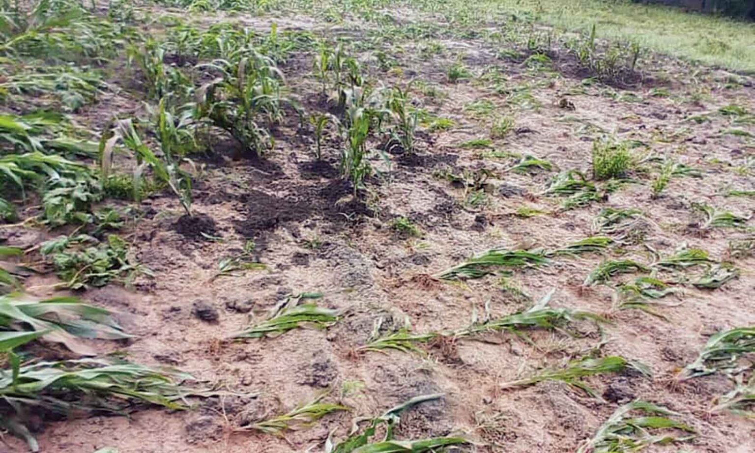 Violent rains ravage Mangwe: 135 farmers lose crops, homes destroyed ...