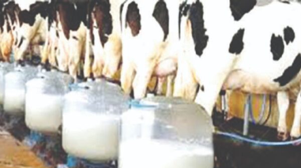 Raw milk output reaches 23-year high - Zimbabwe Situation