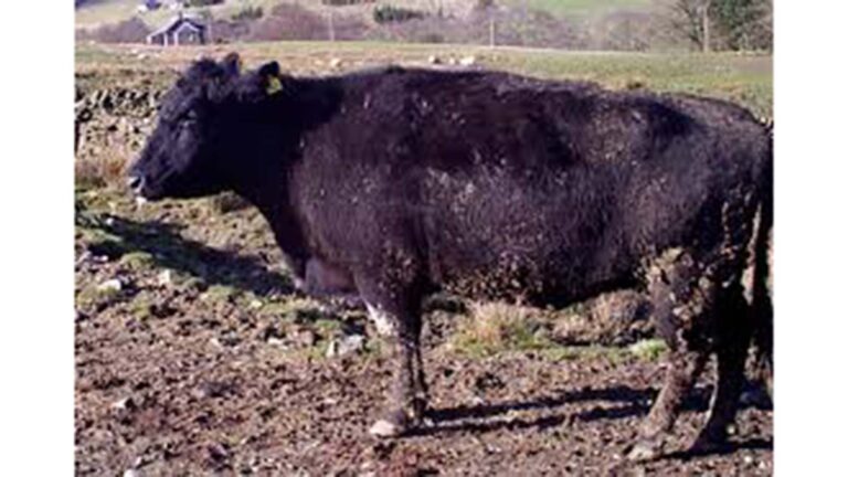 Beef exporters urged to unite and address FMD – herald