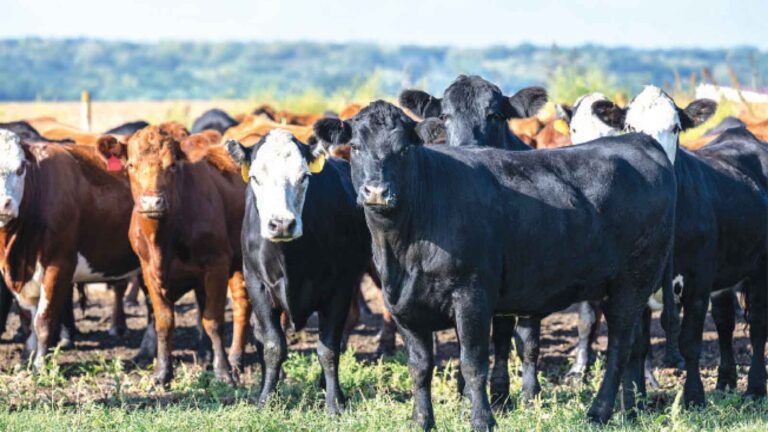Organised livestock marketing an imperative for sustainable growth – herald