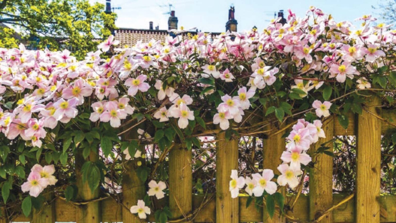 The versatile charm of garden climbers – herald