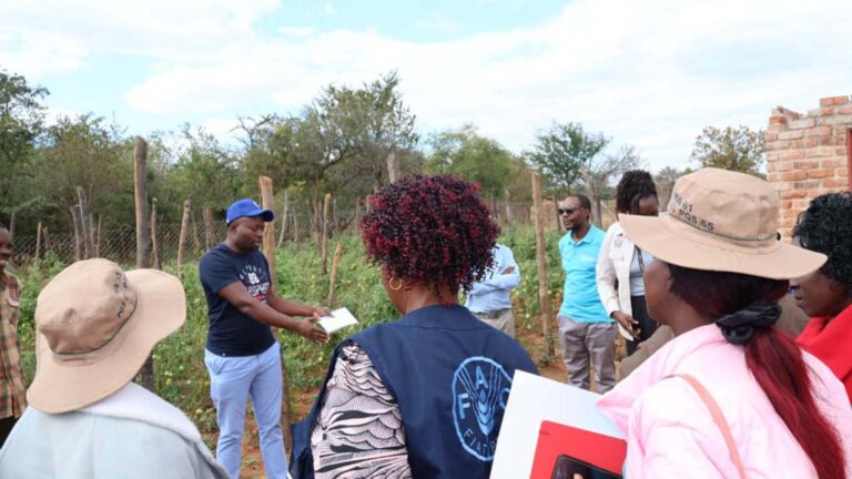 FAO digital farming push reaches over 1 000 farmers in Mhondoro-Ngezi ...
