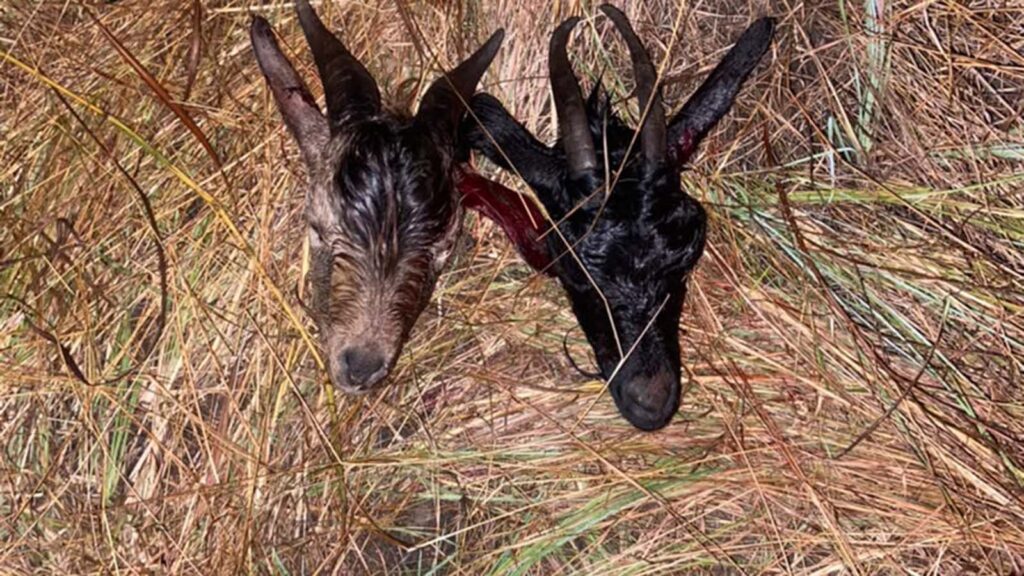 Rustlers steal, slaughter goats in Chinhoyi – herald