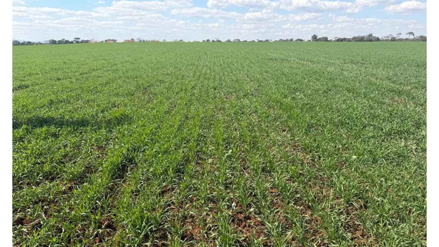 Winter wheat planting hits 105 000ha – herald