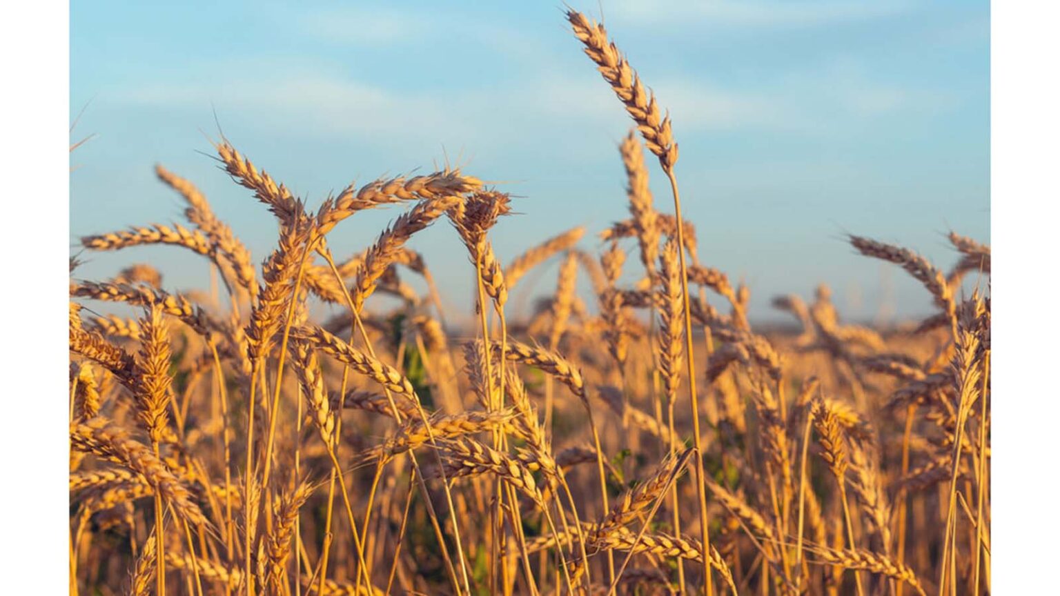 Gweru expands wheat production at go beer farm – herald