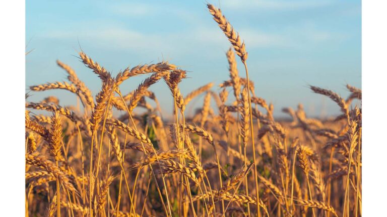Mash East surpasses winter wheat target – herald