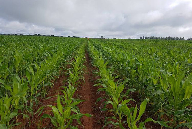 Maize planting reaches 120 000ha - herald