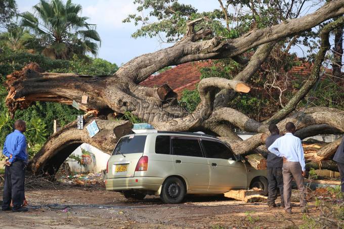 Dangerous beauty of the Harare tree – herald