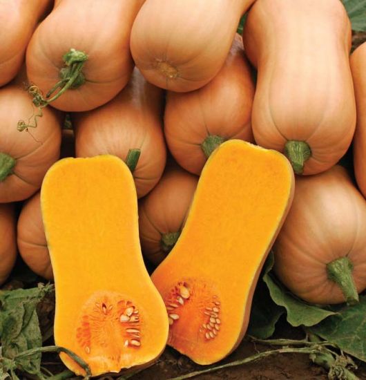 Nyanyadzi farmers in butternut production - herald