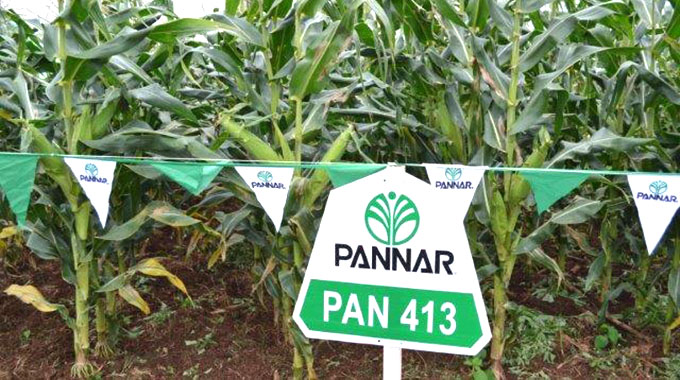 Pannar Seeds fined $60k for wetlands cultivation - herald