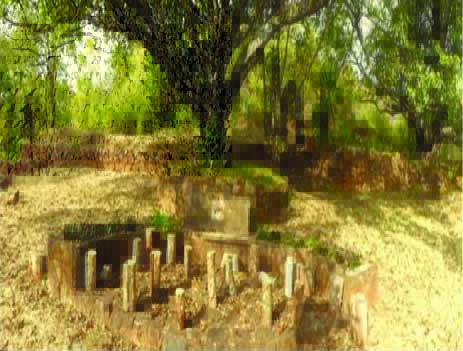 Tale behind Indaba Tree and Nurses Memorial - herald