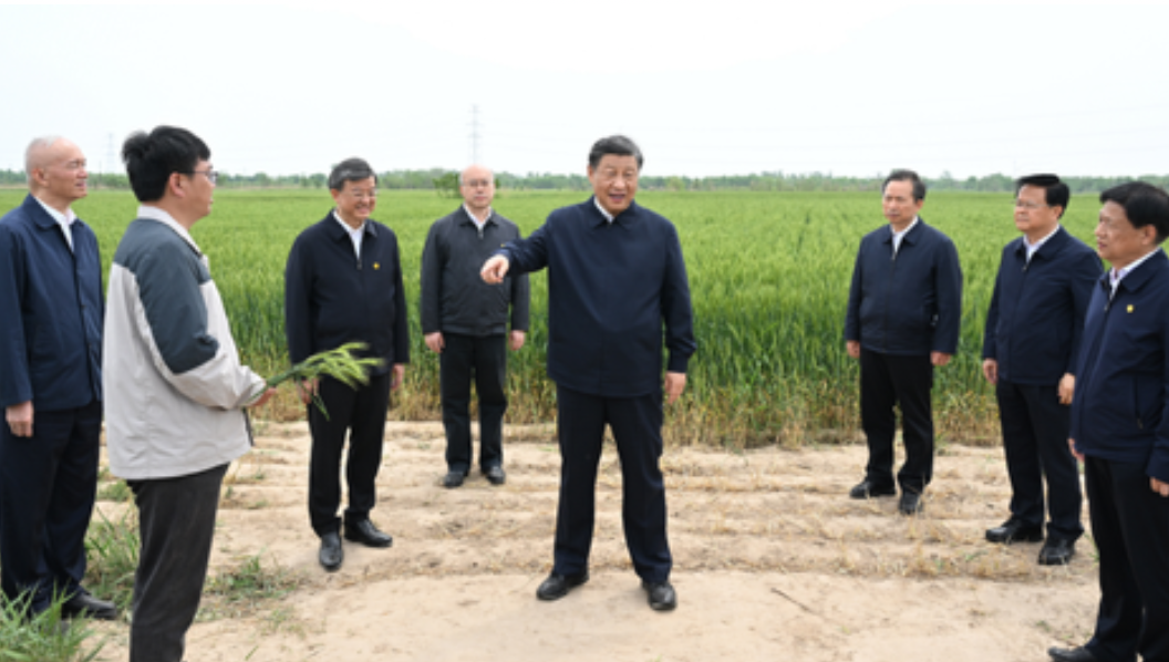 Lessons from China’s Huanghua dry-alkali-tolerant wheat - herald