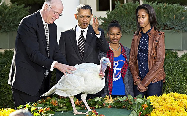 Obama pardons turkey for thanksgiving - herald