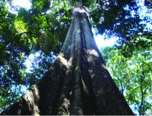 The Big Tree marvel and Chirinda Forest – herald