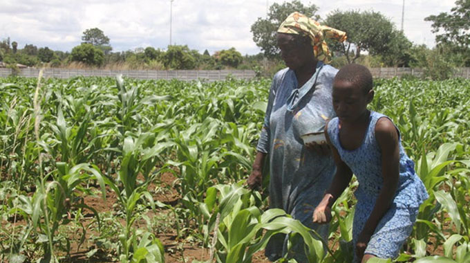 Reaping gold through urban farming – herald