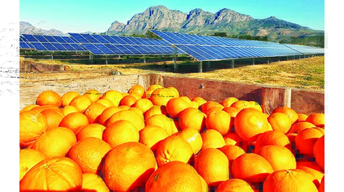 Citrus production transforms rural lives in Beitbridge - herald
