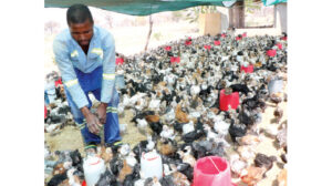 ZFRPA advances Presidential Poultry Scheme under Rural Development 8.0