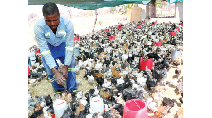 Growing fast-foods sector boost for poultry farmers - herald
