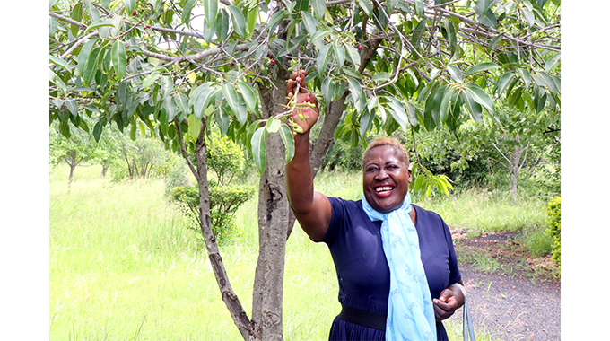 63-year-old turns dumpsite into oasis – herald