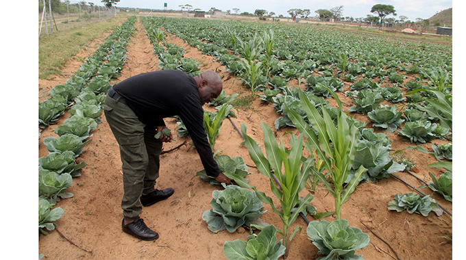 THE THREES OF MHLOPHE’S LIFE ... Football, farming and business - herald