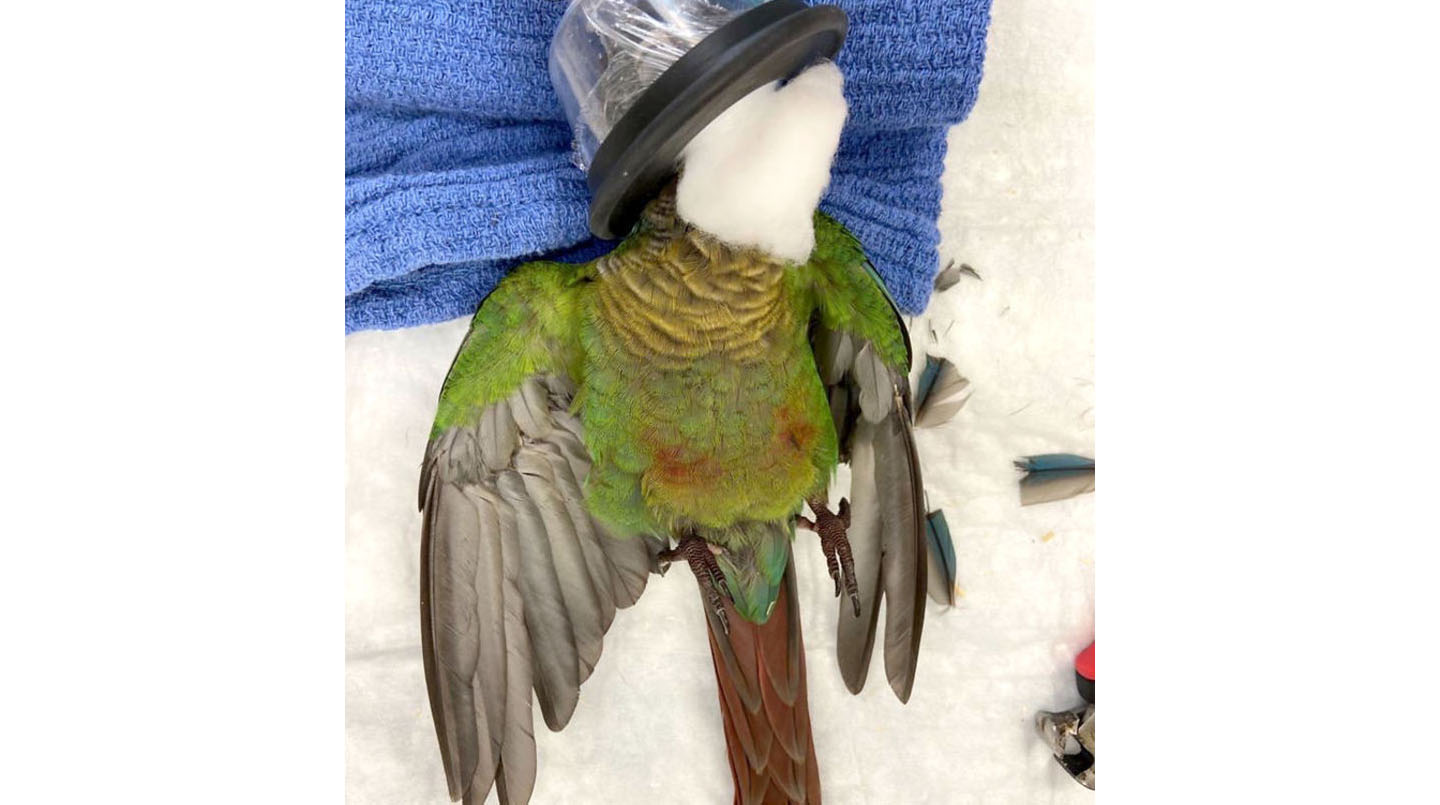 Prosthetic wings for parrot - herald