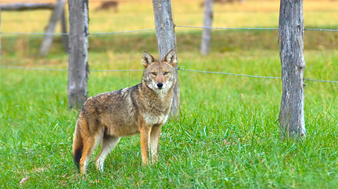 Livestock predator attacks preventative methods - herald
