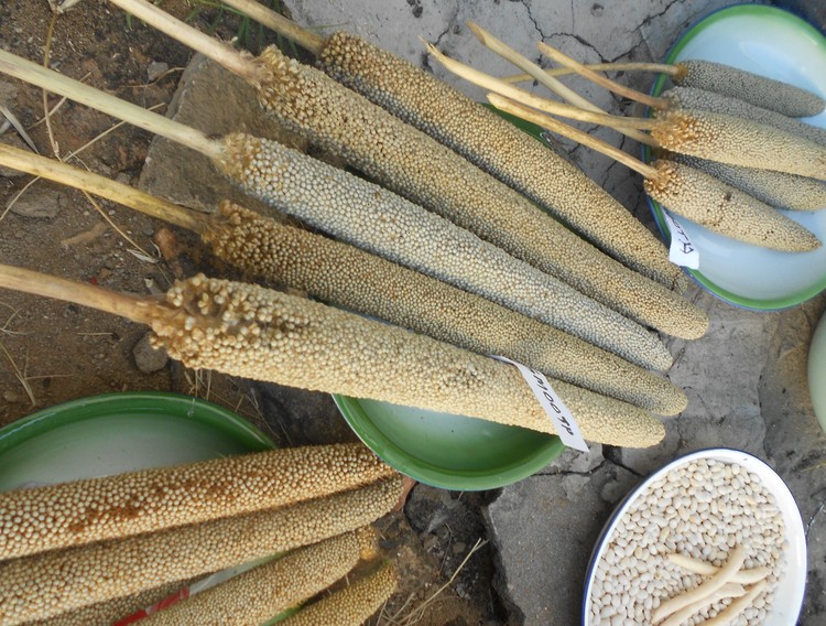 Why small grains must be part of command agric - herald